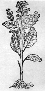The Tobacco Plantation: From Jamestown To The Blue Ridge – Access Genealogy