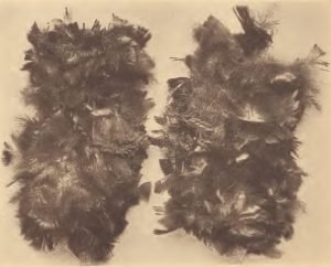 Powhatan Featherwork – Access Genealogy