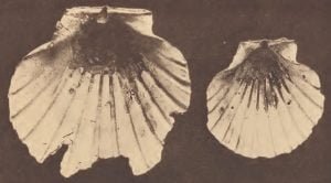 Powhatan Agriculture – Access Genealogy