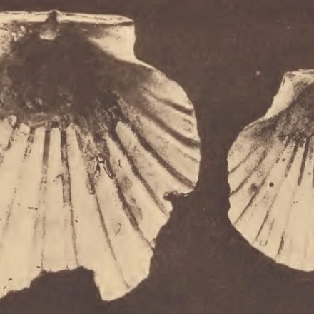 Powhatan Agriculture – Access Genealogy